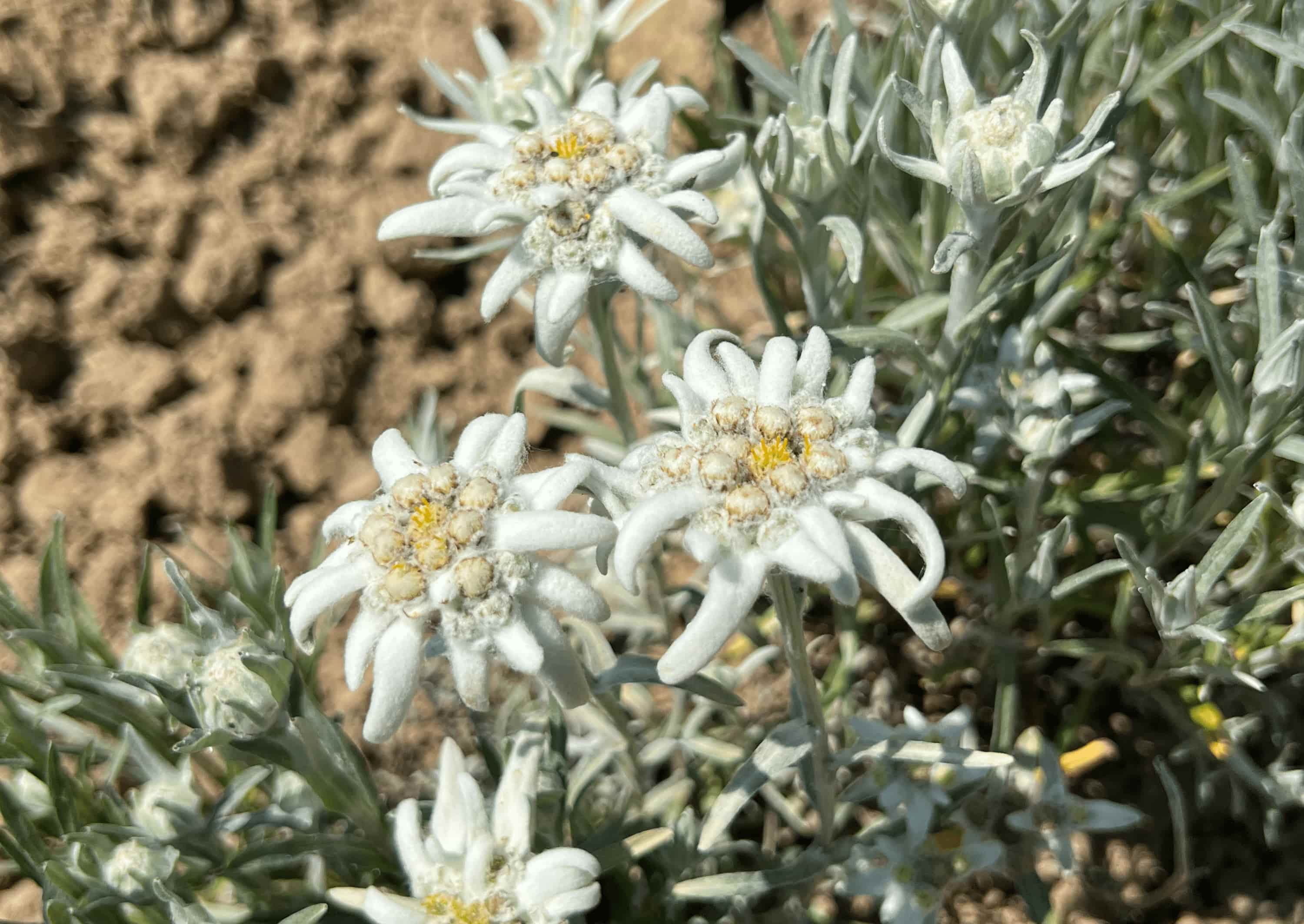 Edelweiss, Treasure of the Alpine Summits